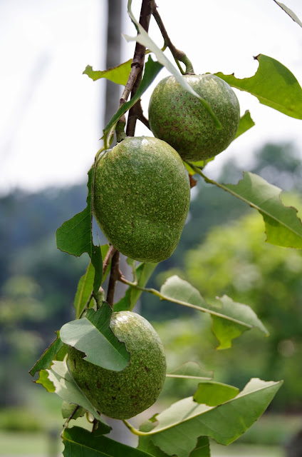 Trees and Plants: Monkey Apple