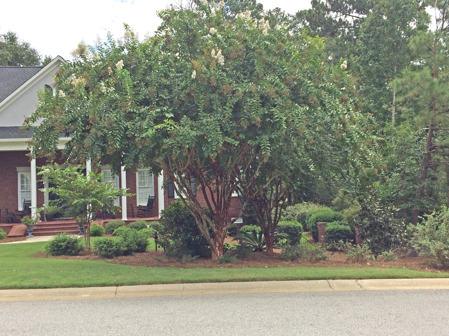 SHOOTS & MATTERS: The Majestic Crepe Myrtle Twins