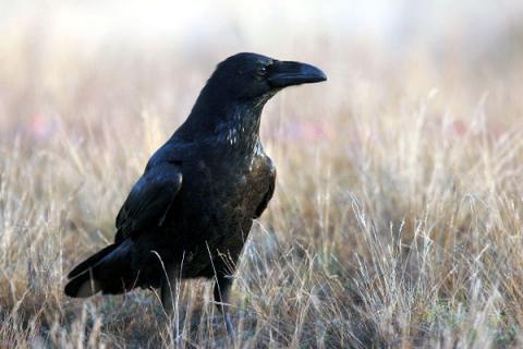 Avantales: Palabrero Ayoíno (18)