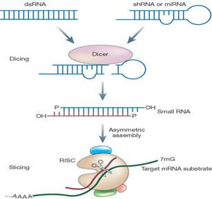 Inflammablog4: siRNA
