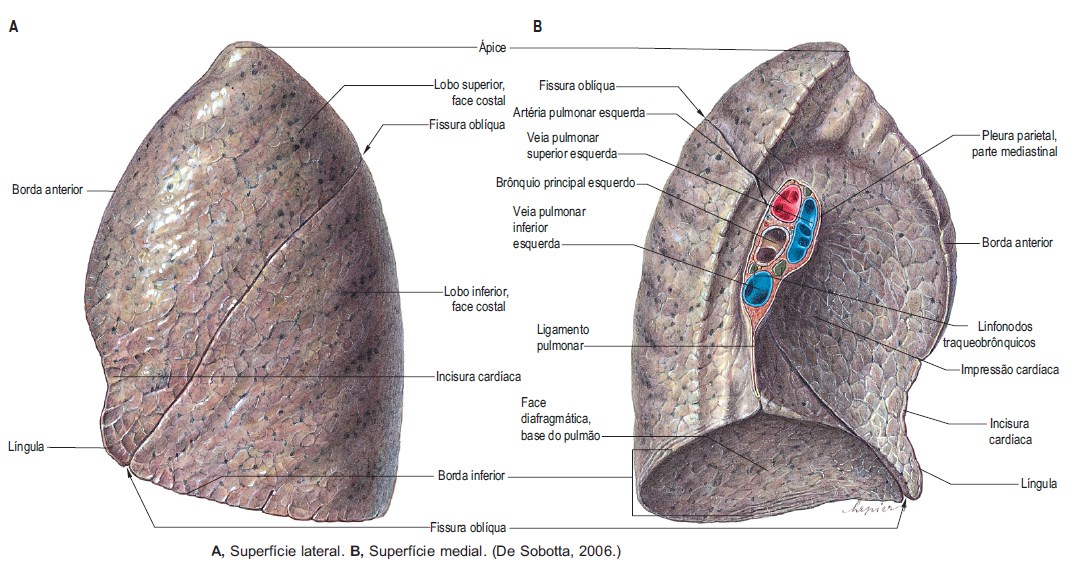Fisioterapeuta em construção: ANATOMIA HUMANA