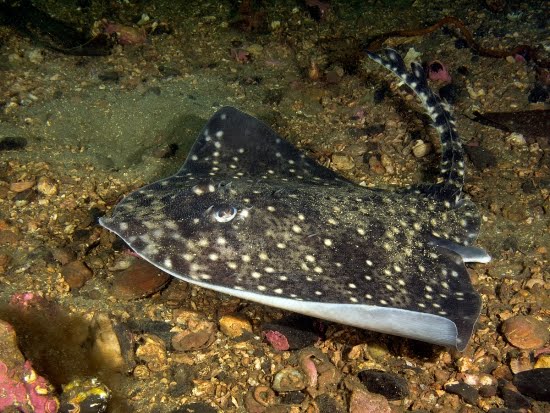 Variety of Life: Rajidae