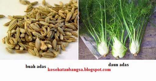 Manfaat Khasiat Daun dan Buah Adas - CINTA ILMU KESEHATAN