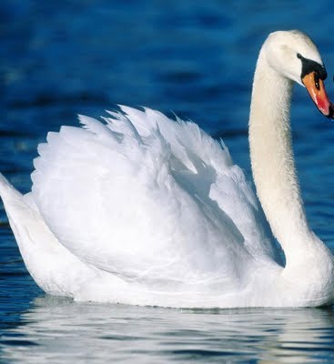 O EnCanto do Cisne: O cisne que (en)canta