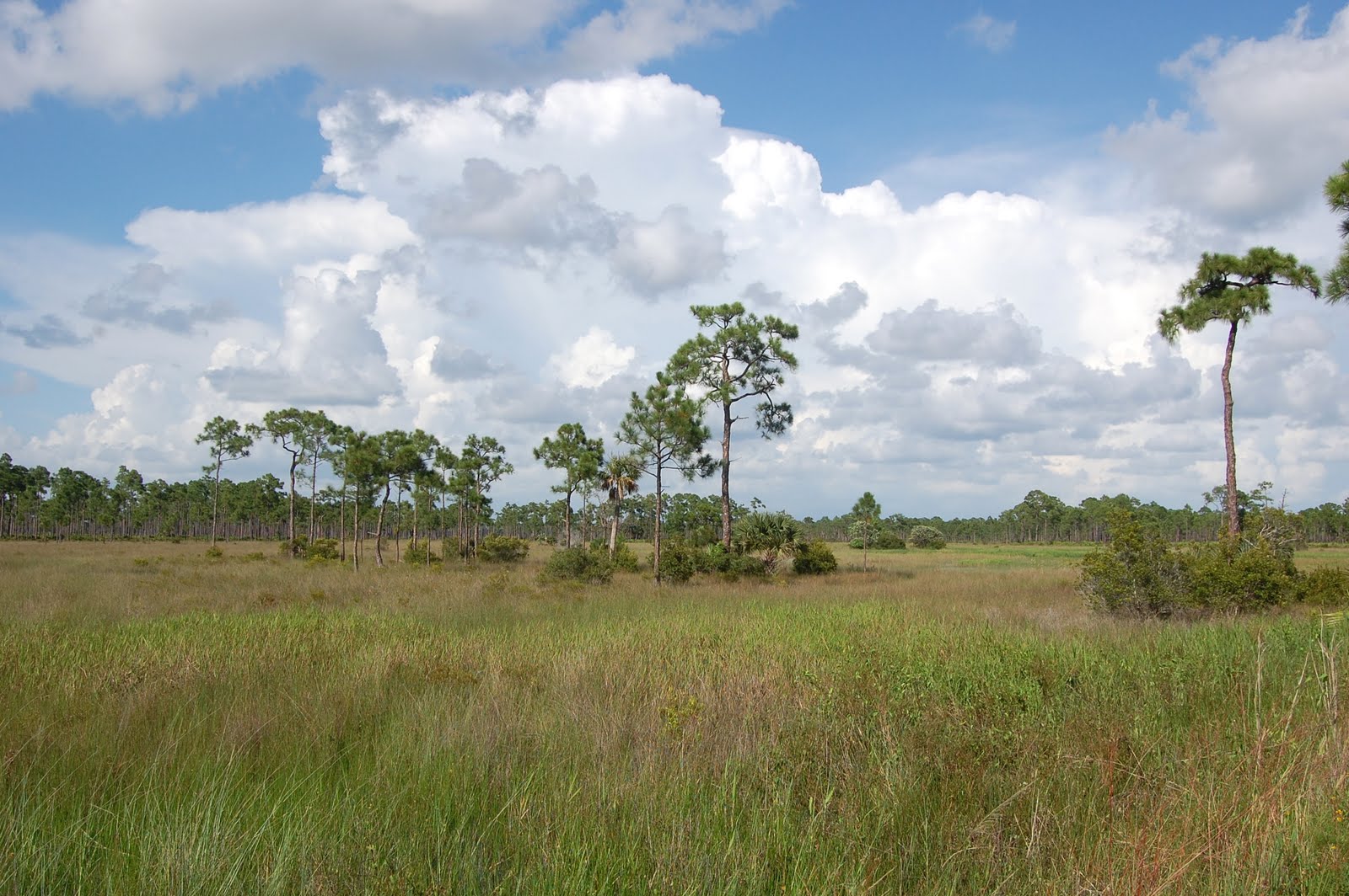 Field Notes and Photos: Tucker's Grade: Landscapes in Florida's Wet Prairie
