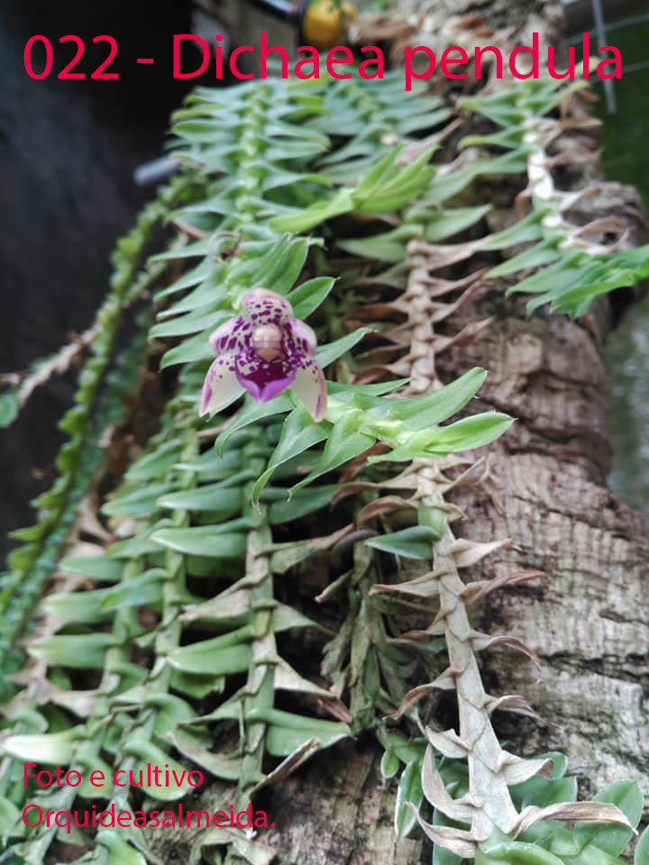 Orquideas Almeida Blogspot. com: 022 Dichaea pendula.