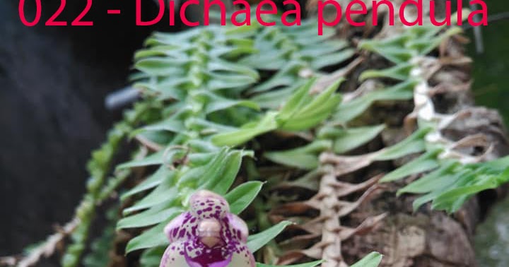 Orquideas Almeida Blogspot. com: 022 Dichaea pendula.
