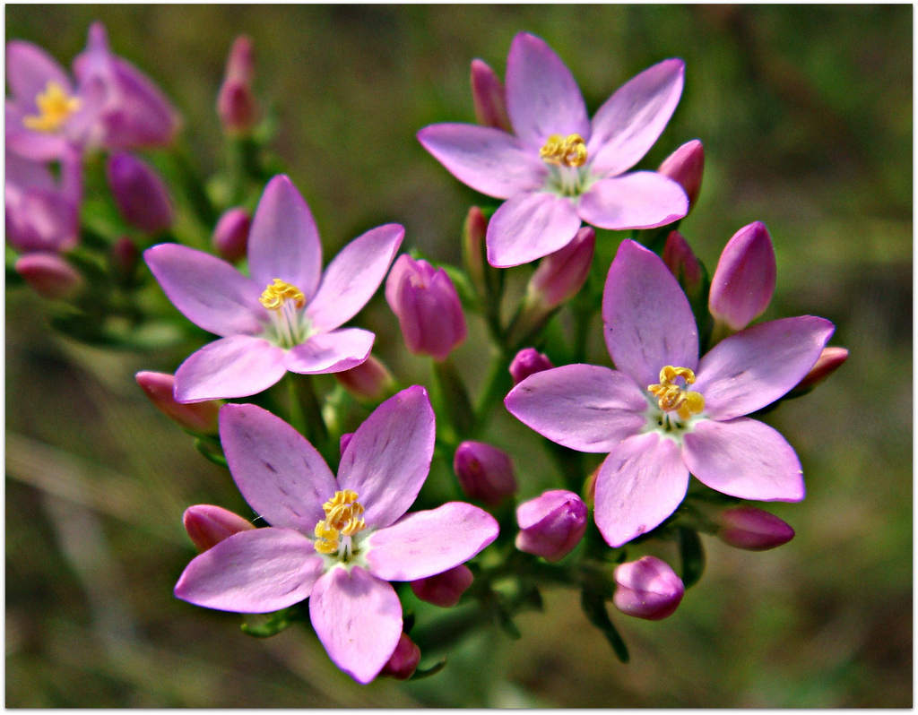 Flor de Bach - Centaury (Centaura menor) 4