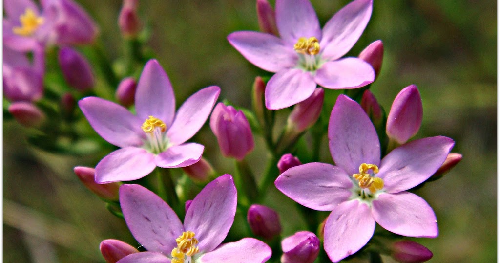 Flor de Bach - Centaury (Centaura menor) 4