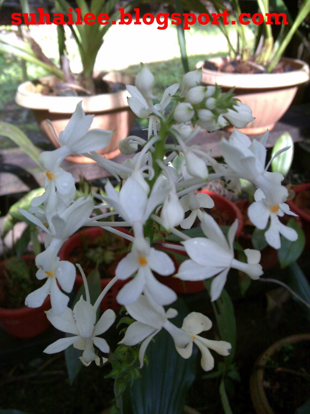 orkid liar : orkid liar / hutan dan kacukan