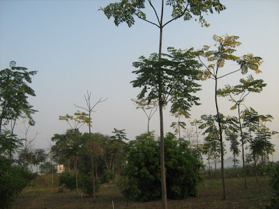 Agroforestry - A blog on Agrihortisilviculture: Pictures of Melia dubia ...