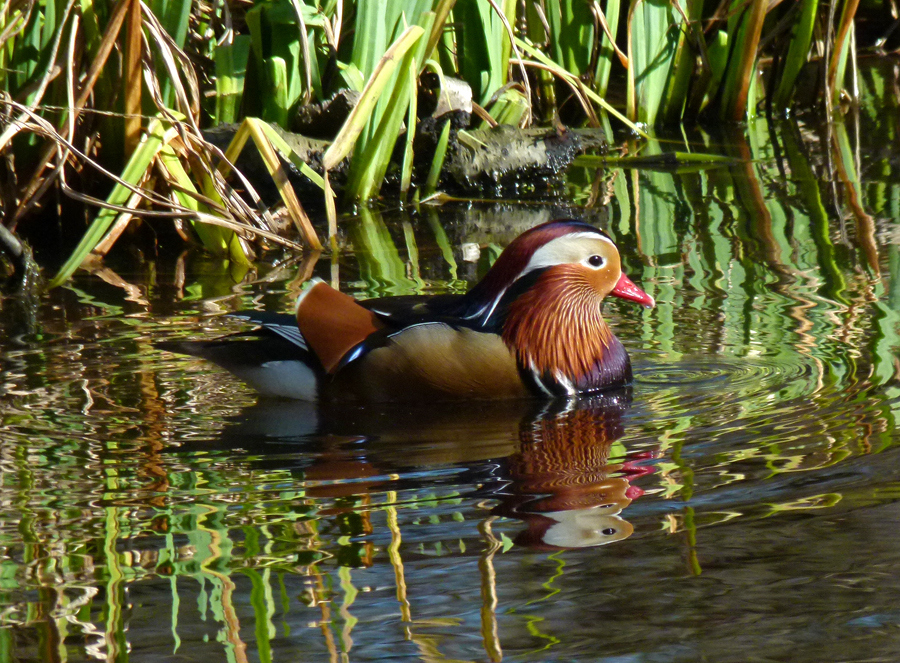 WildlifeTring: Mandarin Duck