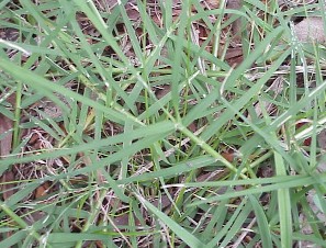 Images of Lord Ganesha: Durva Grass