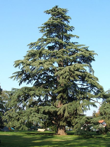 Alquimia das Árvores: Cedro – Cedar – Arbor Vitae