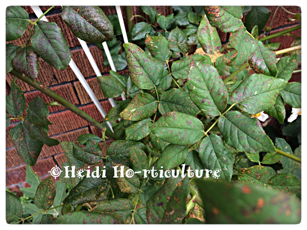 Heidi Horticulture: Rust on Roses - Phragmidium tuberculatum