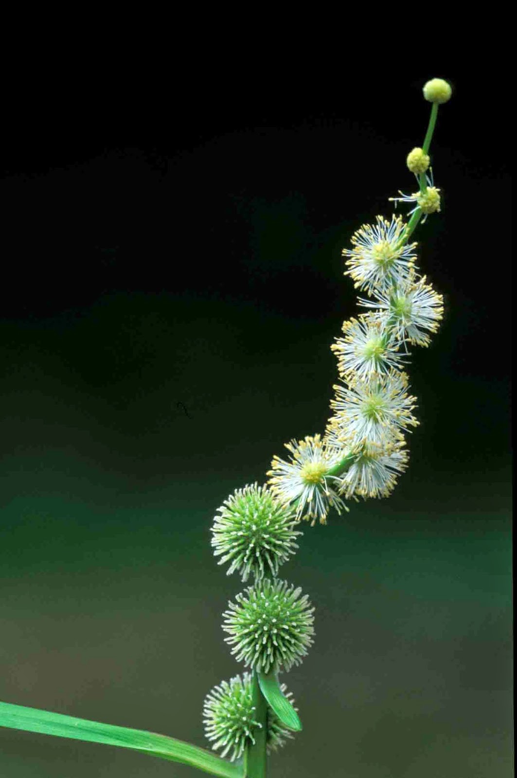 Kentucky Native Plant and Wildlife: Plant of the Week:American Bur Reed ...