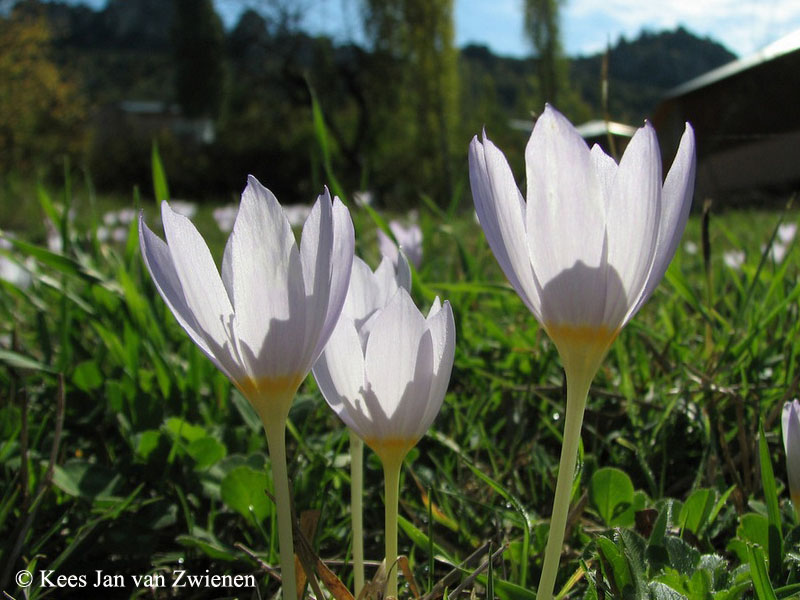 The Country Of Crocuses: Crocus kotschyanus subsp. kotschyanus