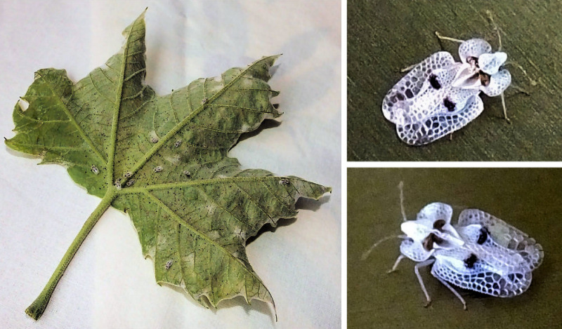 Le blog de la Coudoulière: Platanes : élagage et maladies