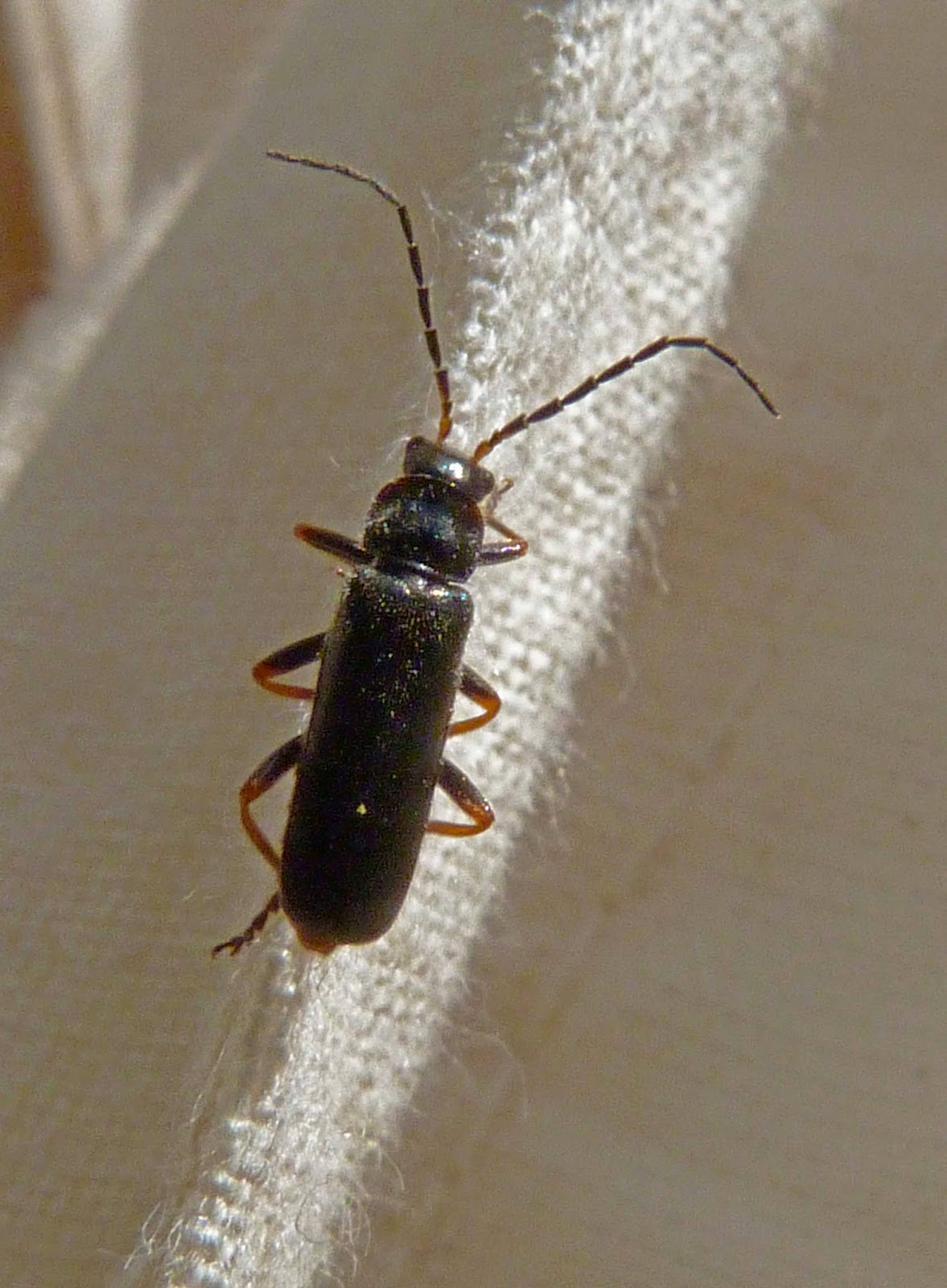 Insects of Scotland: Other Beetles