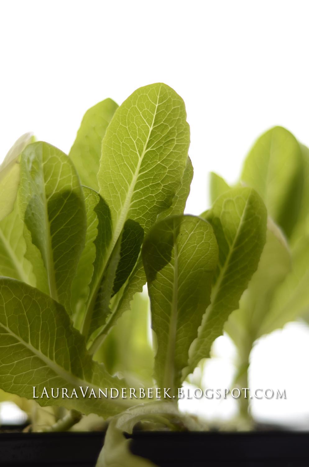 Laura Vanderbeek: Patience and Waiting