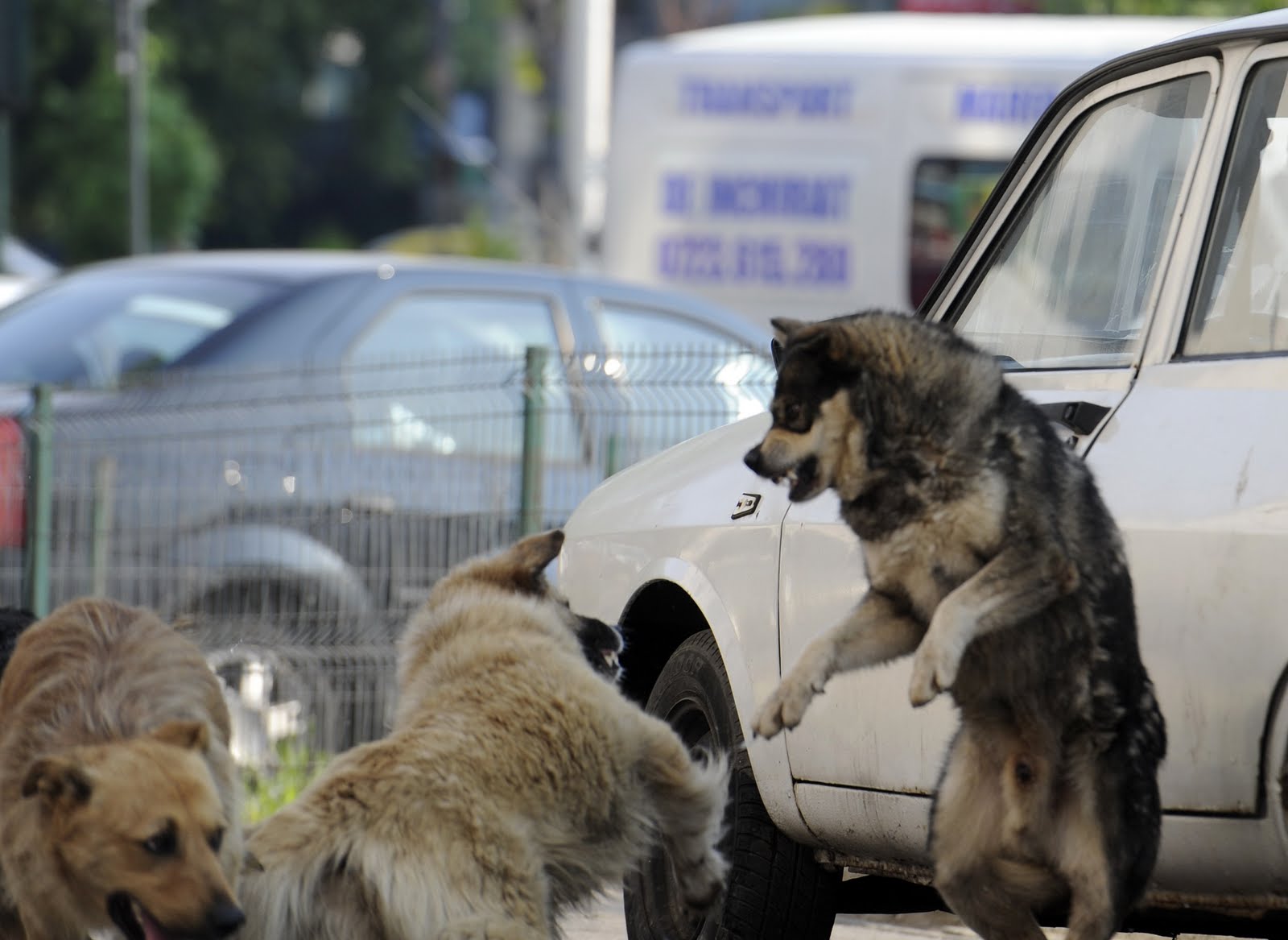 CRISTIAN NISTOR: CAINI COMUNITARI - BUCURESTI