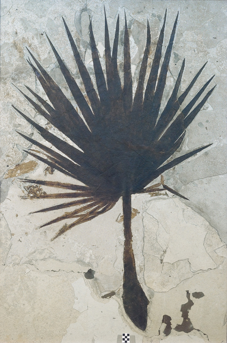 In the Company of Plants and Rocks: January 2017