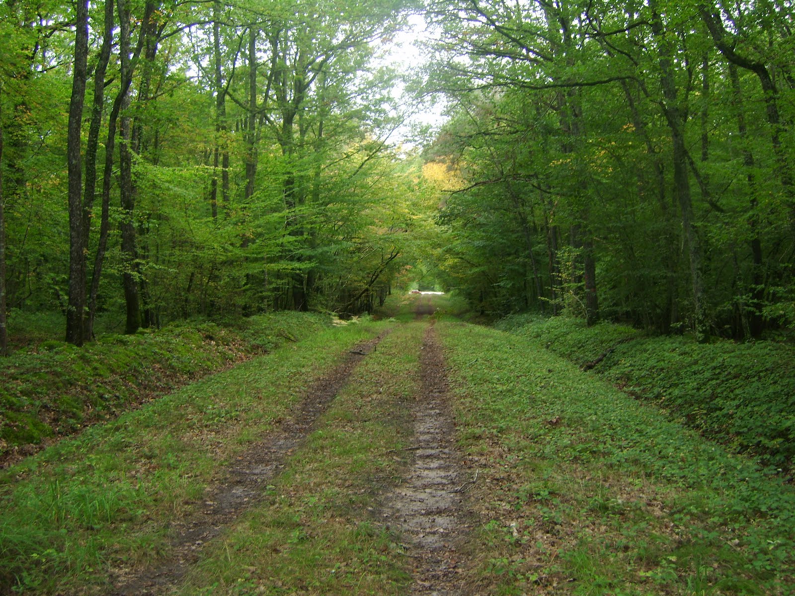 Nibelle et Baudouin: Marche en forêt...
