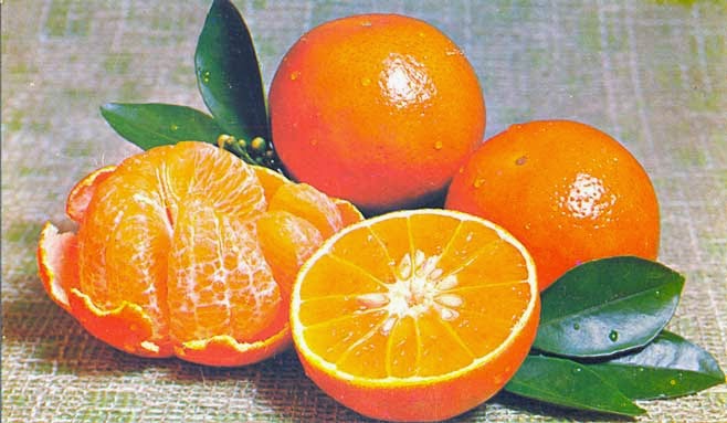 *Postcard Gems: Temple Oranges