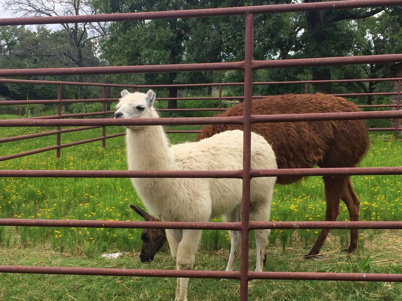 John Milito's Amazing Adventures: Exploring Woolaroc