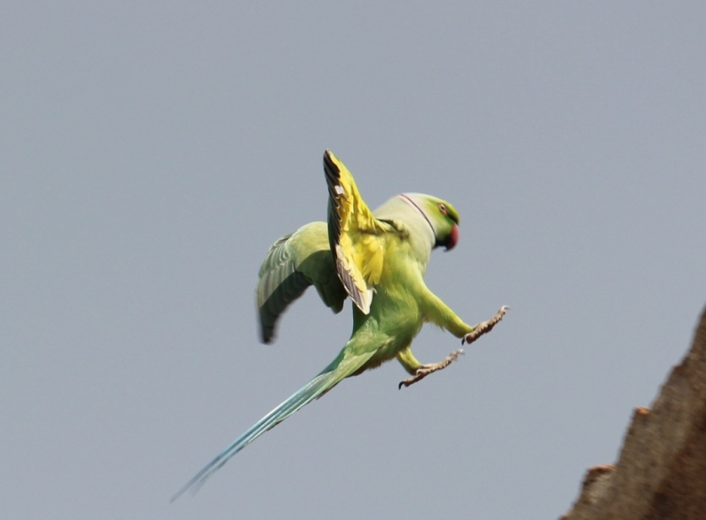 Parakeets of Sri Vaikundam!!! | My Travelogue - Indian Travel Blogger ...