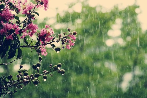 Smittenesque: . spring rain