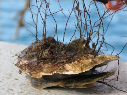 Morski: Kunjka i kamenica