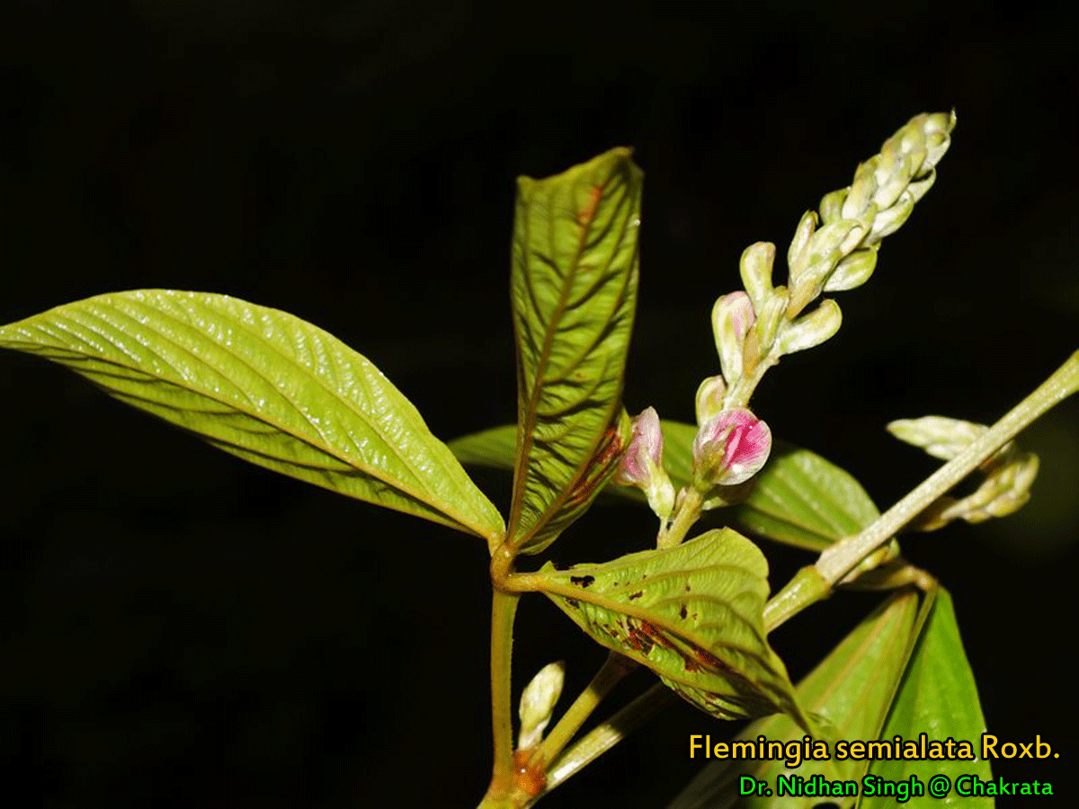 Medicinal Plants: Flemingia semialata, Bara solpan, Ban chola, Winged ...