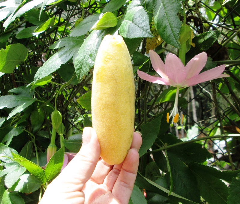 Purpuro: curiosidades que quizá no conocías de este fruto silvestre ...