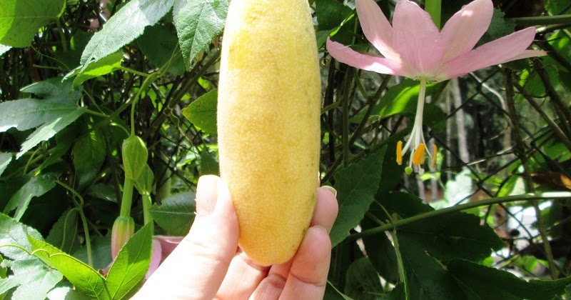 Purpuro: curiosidades que quizá no conocías de este fruto silvestre ...