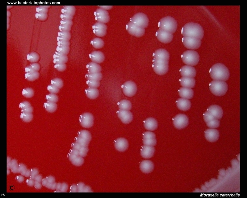 Un mundo en miniatura: diciembre 2011