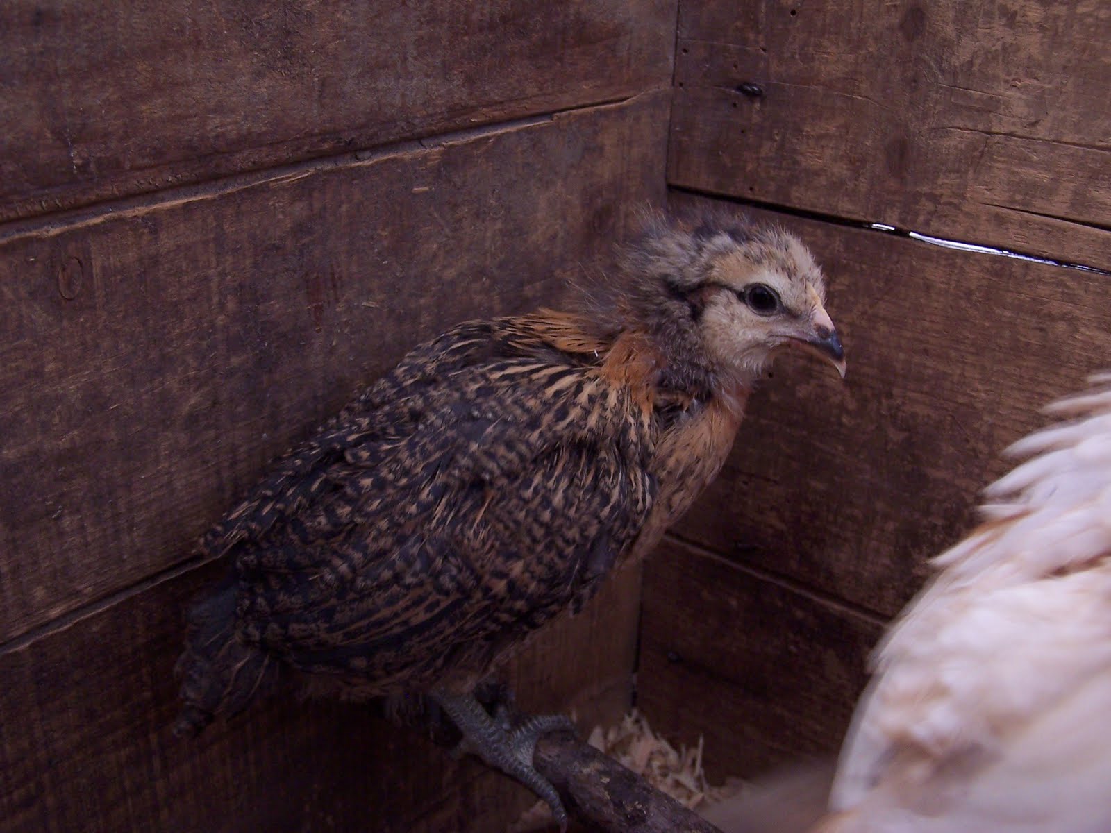 4 Hots Peaceable Kingdom: Is This A Baby Hawk?