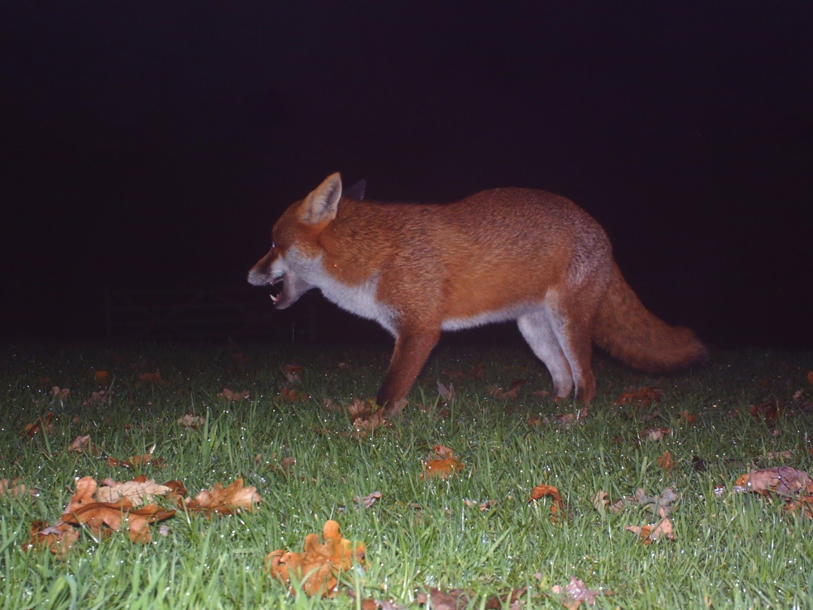 TrogTrogBlog: Night-time trail camera - Fox in the garden