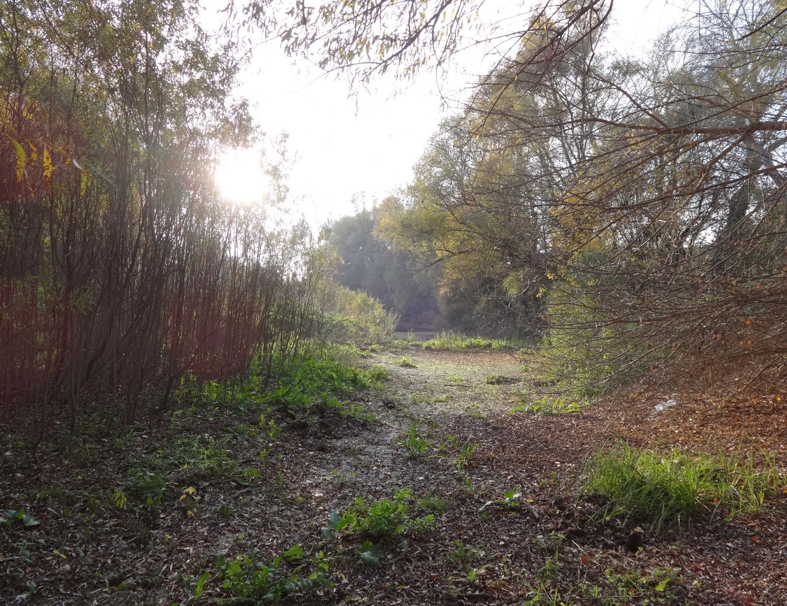 Dunai Szigetek: Partra vetett szigetek 6. - Pap-sziget