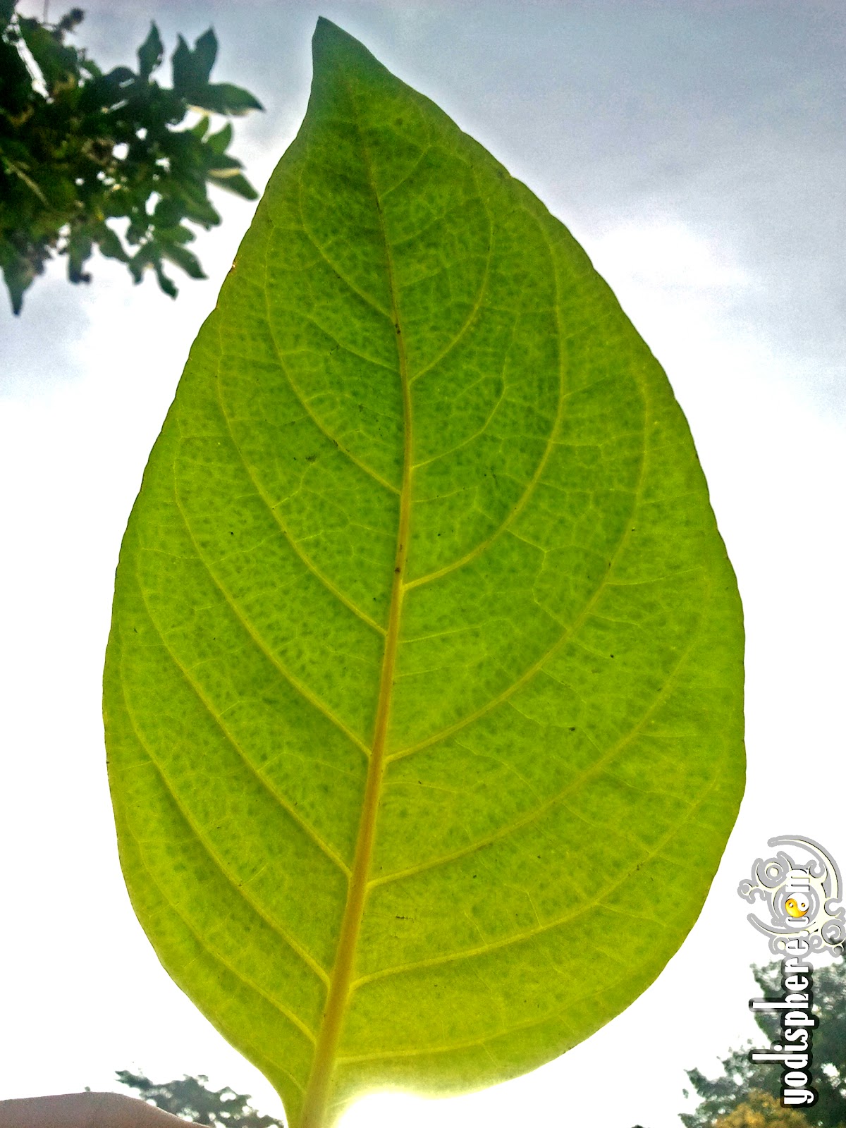 [Mobile Snapshot] Life is What's Happening When You Are Too Busy to ...