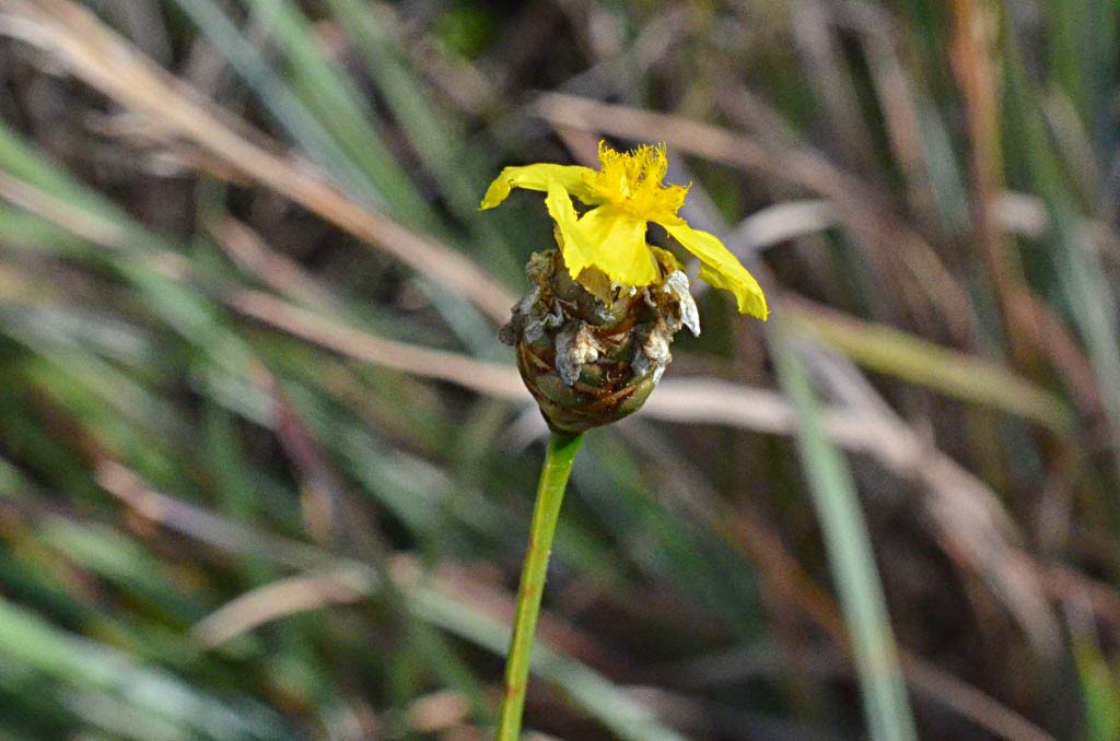 Space Coast Wildflowers: Jordan Scrub Sanctuary, May 13, 2015
