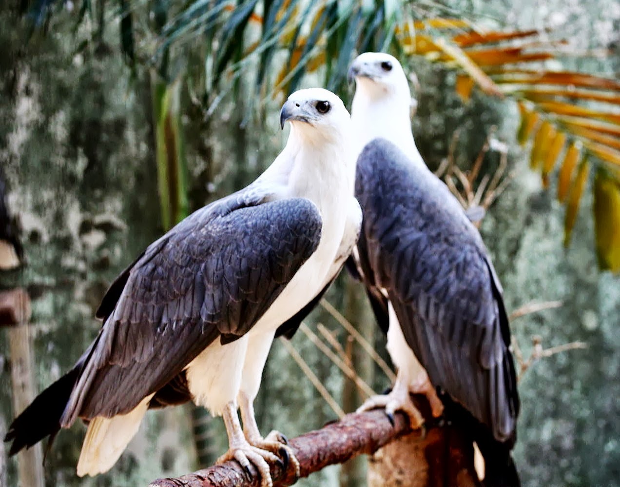 Incredible Pictures: Love Birds (High Resolution)