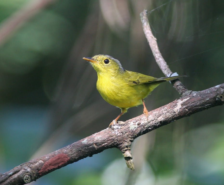 Mark James Pearson: Garden Warblers - Malee's, Chiang Dao