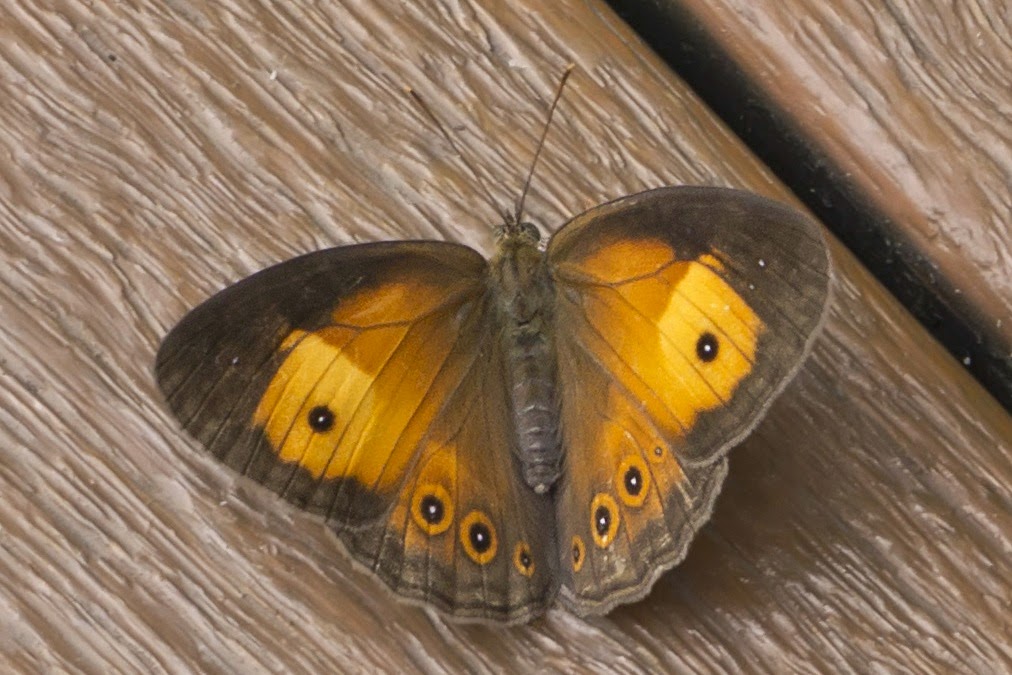 Kay Parkin Birding: Mackay Qld Butterflies