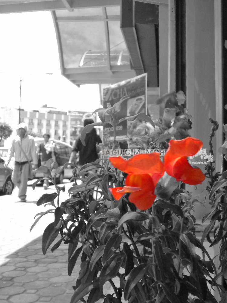 Session Road: Baguio Restaurants and More - Travex Travels - Travel ...