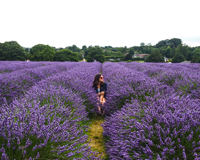 Discovered: A Lavish Lavender photographer’s paradise in England ...