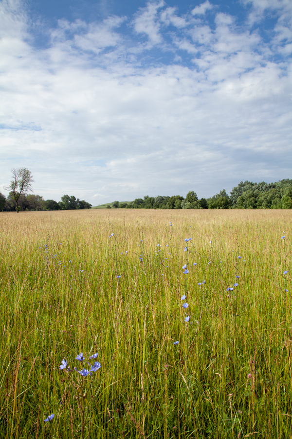 Urban Wilderness: Chicago’s Millennium Reserve: a photo essay