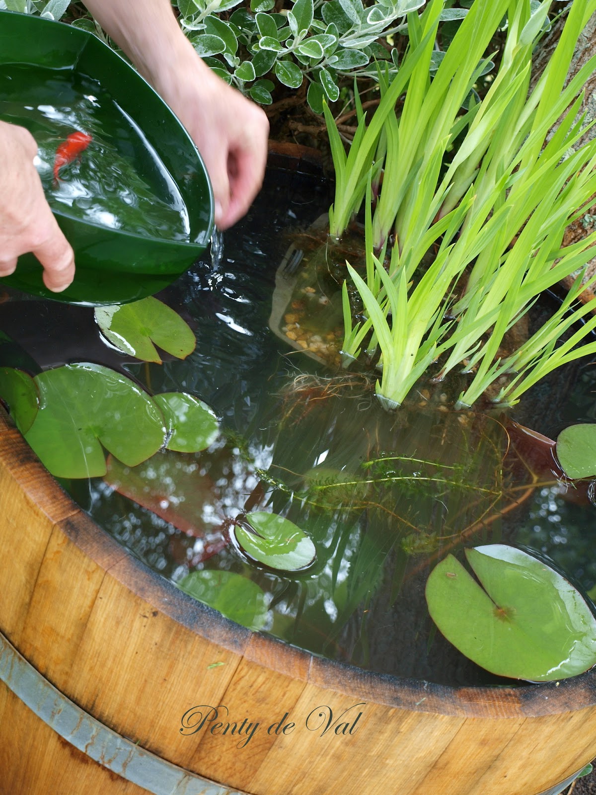 Penty de Val: Un mini bassin tonneau dans le jardin...