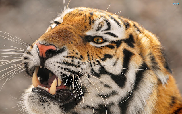 Top 35 Most Beautiful Tiger Wallpapers