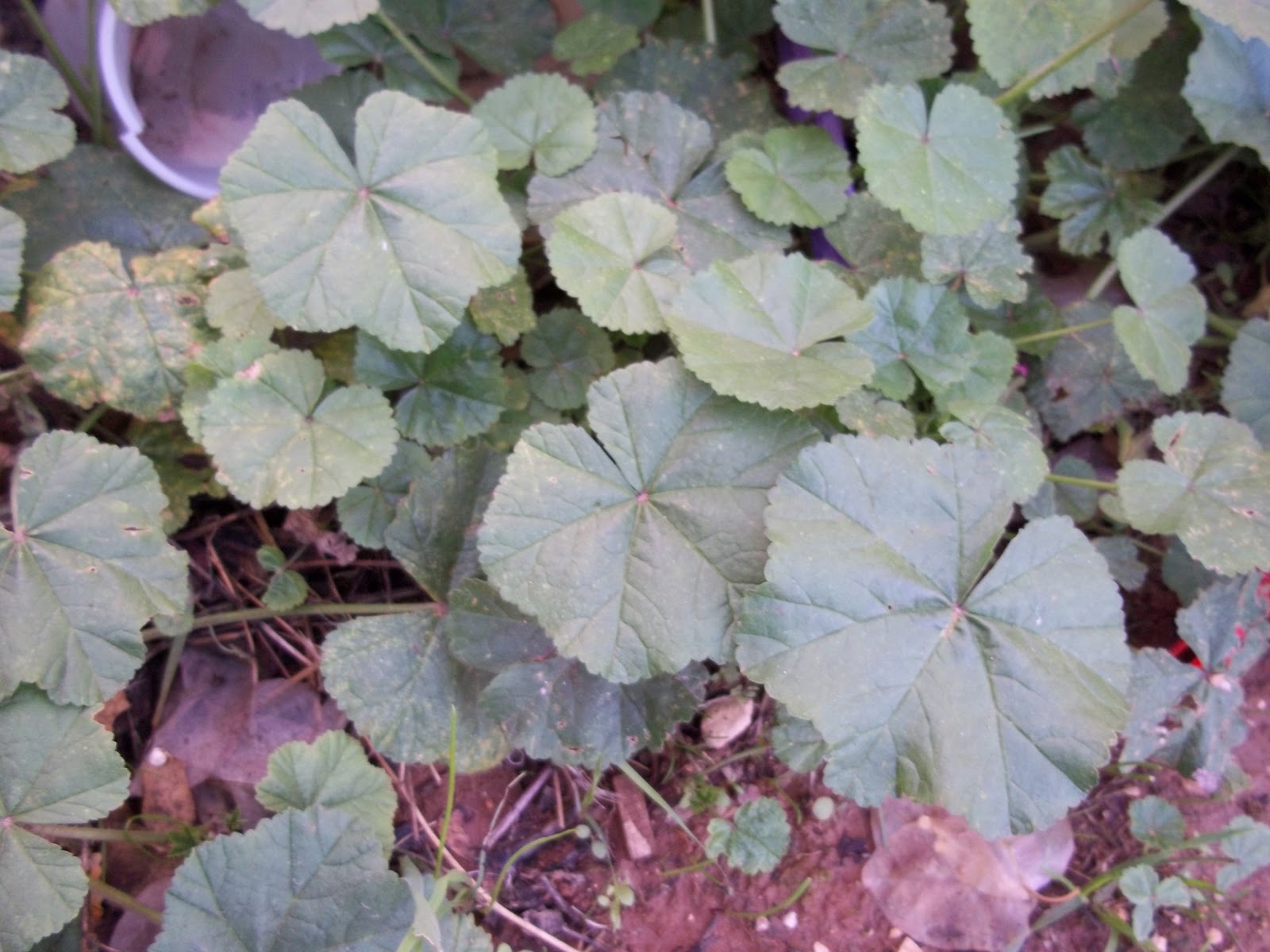Foraging Mallow | Penniless Parenting